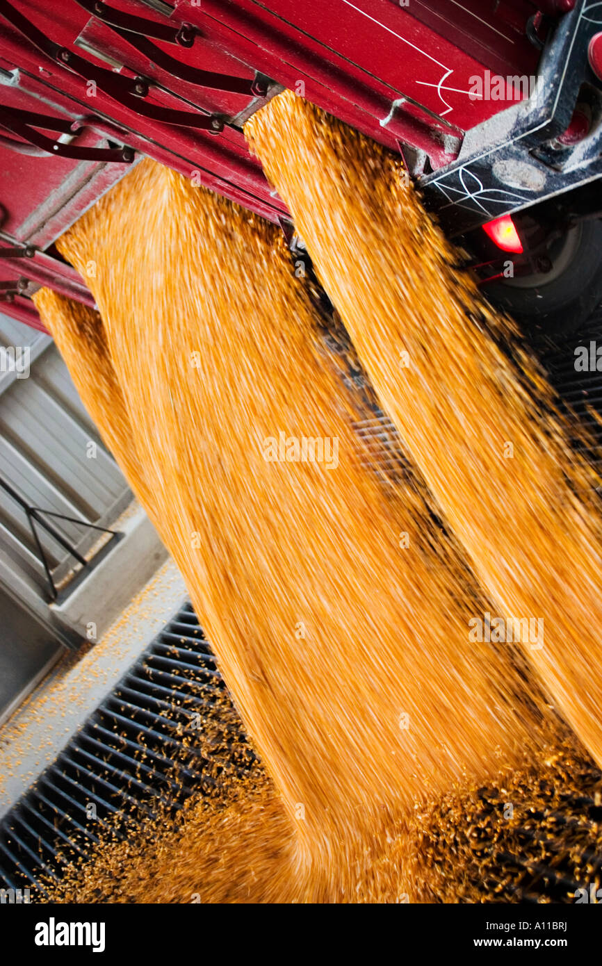 Grain truck dumping seed corn at grain elevator Stock Photo - Alamy