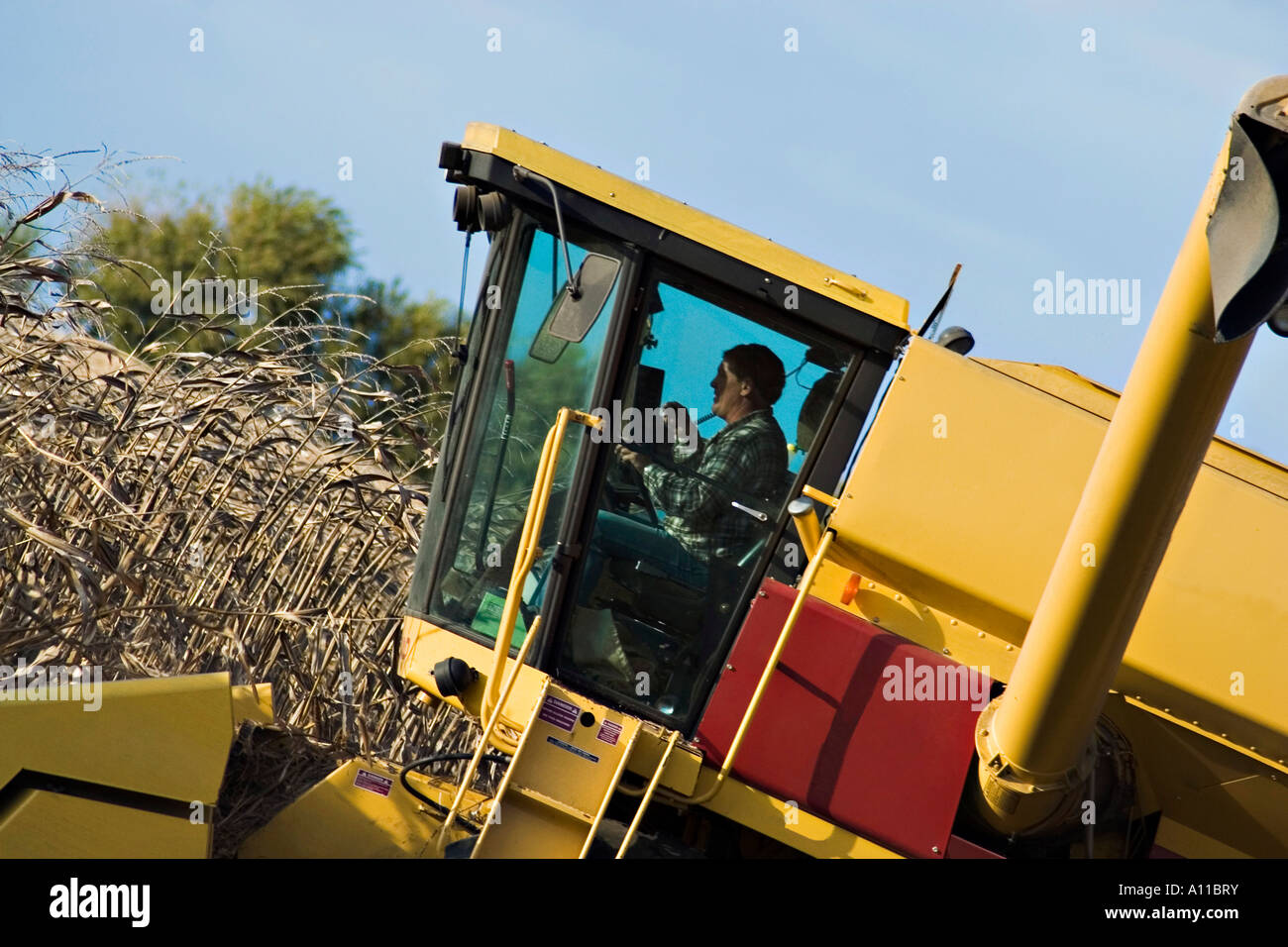 Farmer harvesting corn Stock Photo - Alamy