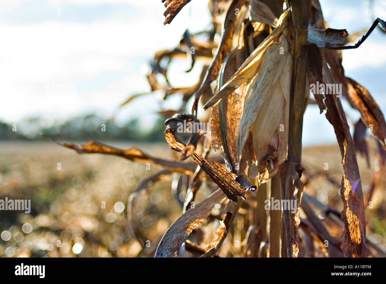 Corn stalk in field Stock Photo - Alamy