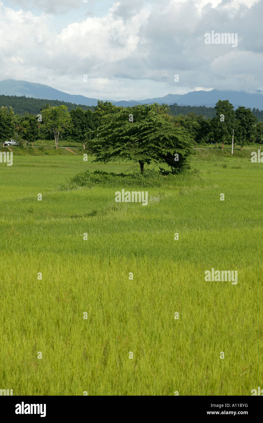 Landscape view trees and lush green field with hills shrouded in mist ...