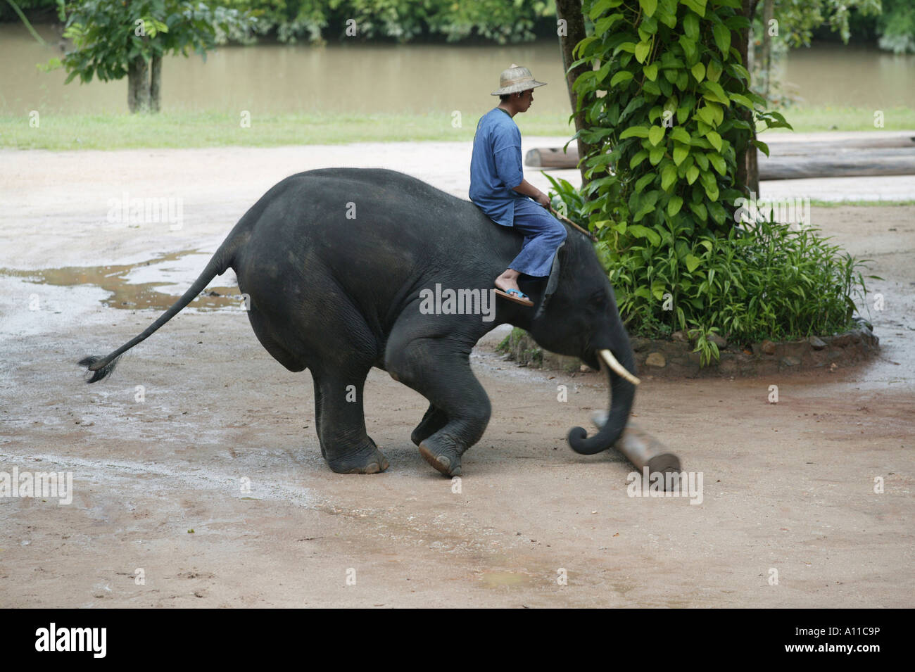 Man riding a baby Elephant whist it pushes a log at the Elephant ...