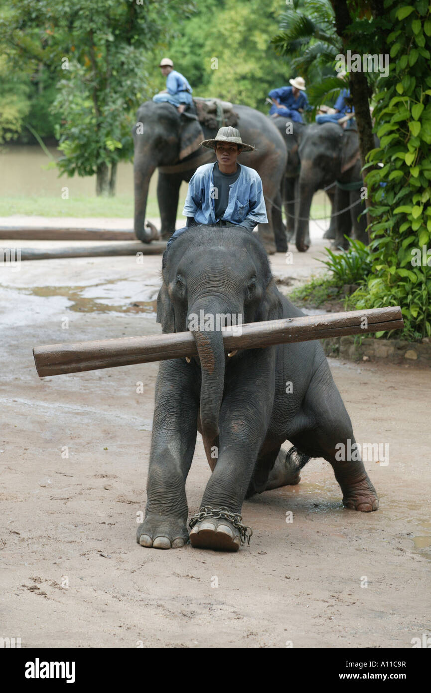 Man riding a baby Elephant at the Elephant conservation Centre in Hang ...