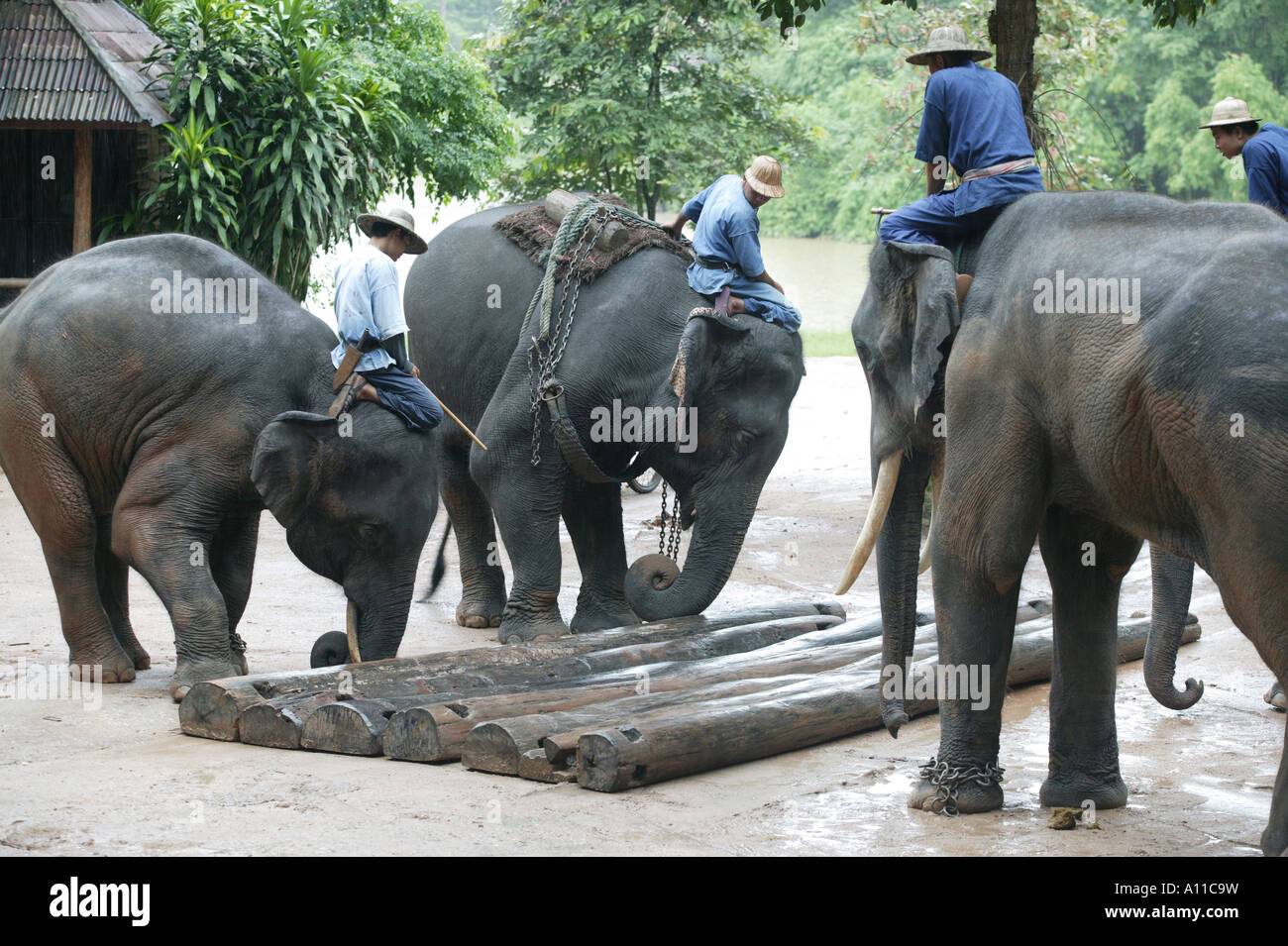 Men riding baby Elephants whilst training them to move logs at the ...