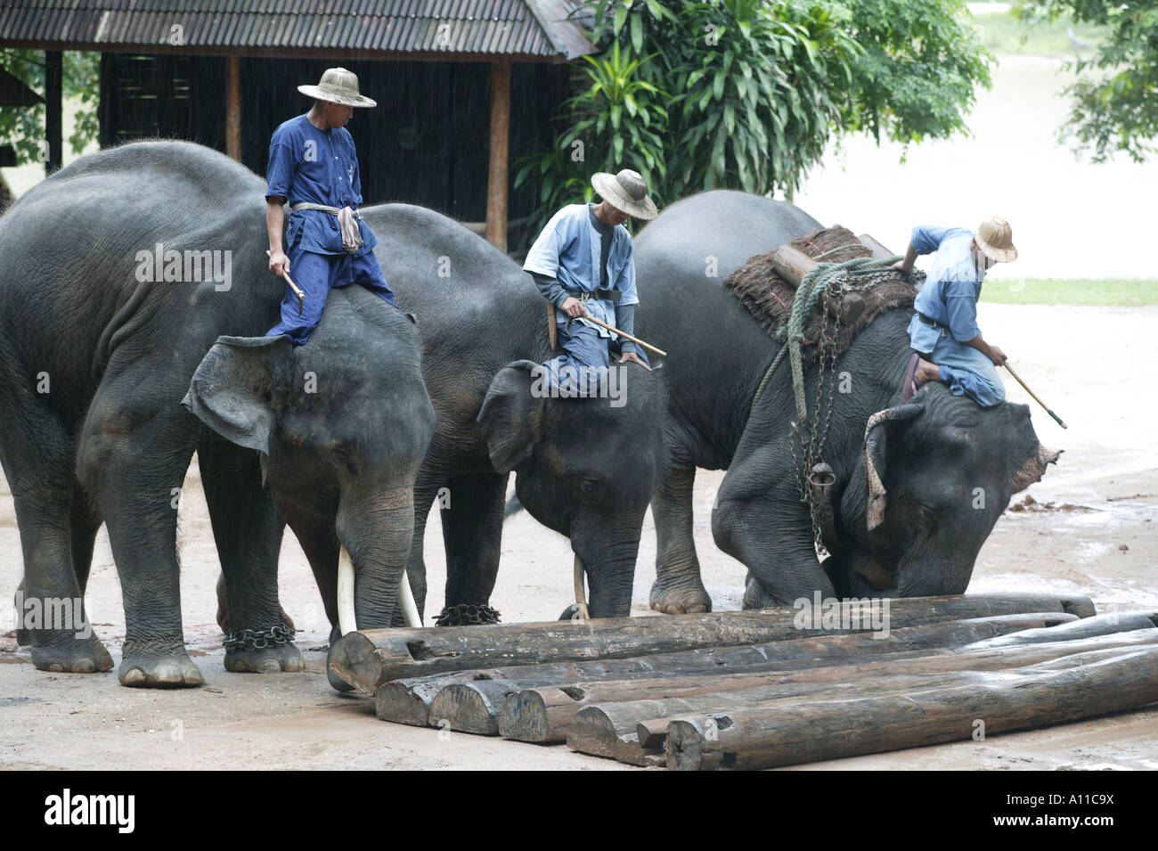 Elephant training centre thailand hi-res stock photography and images ...