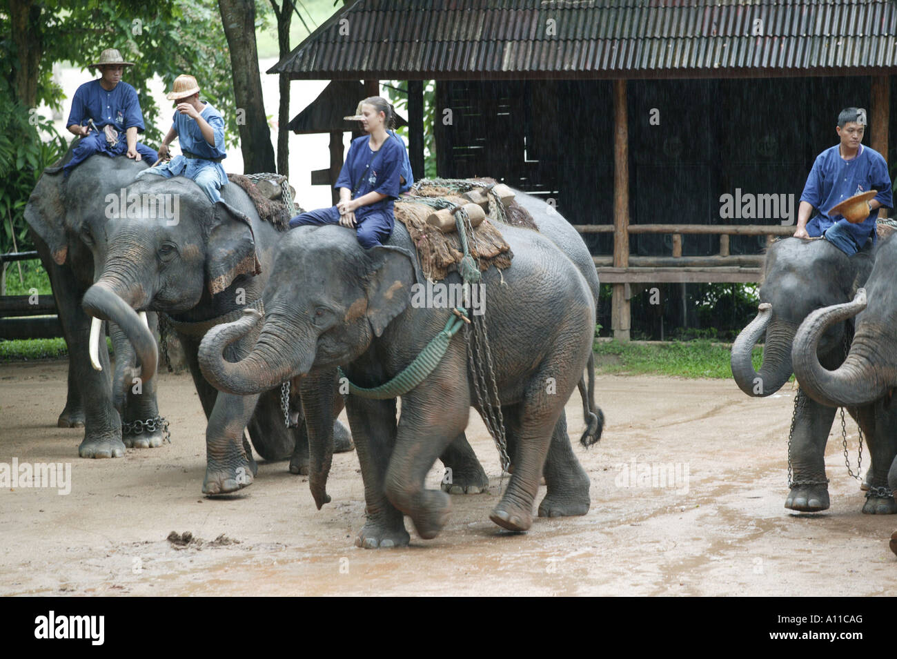 People riding baby Elephants at the Elephant conservation Centre in ...