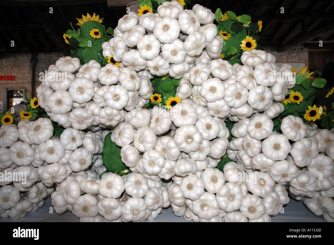 Bunches of locally grown garlic on display at the annual garlic fair in ...