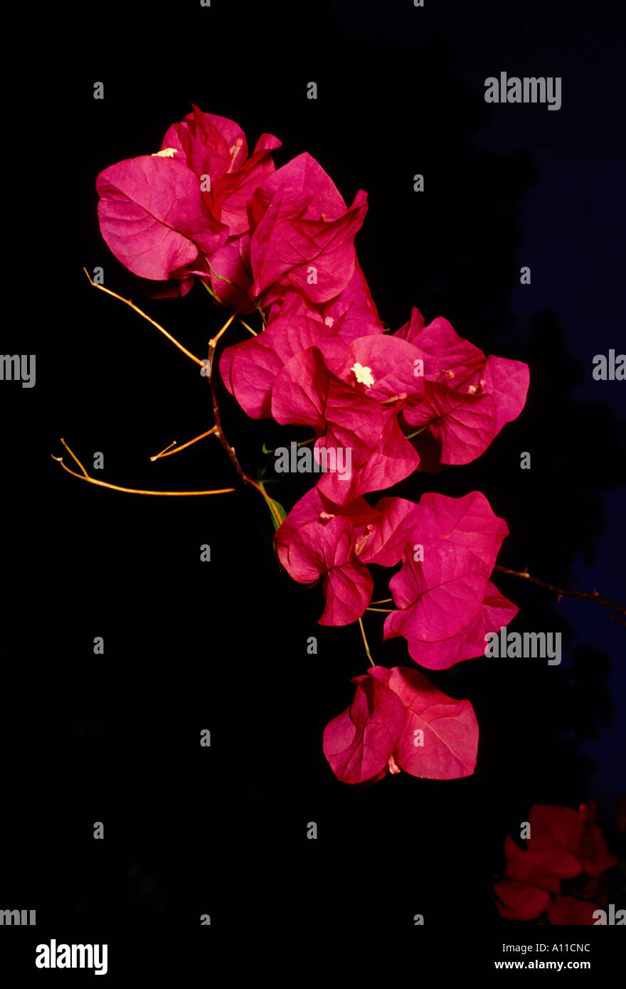 Flowers Kailua Kona Kohala Coast Hawaii Island Hawaii United States ...