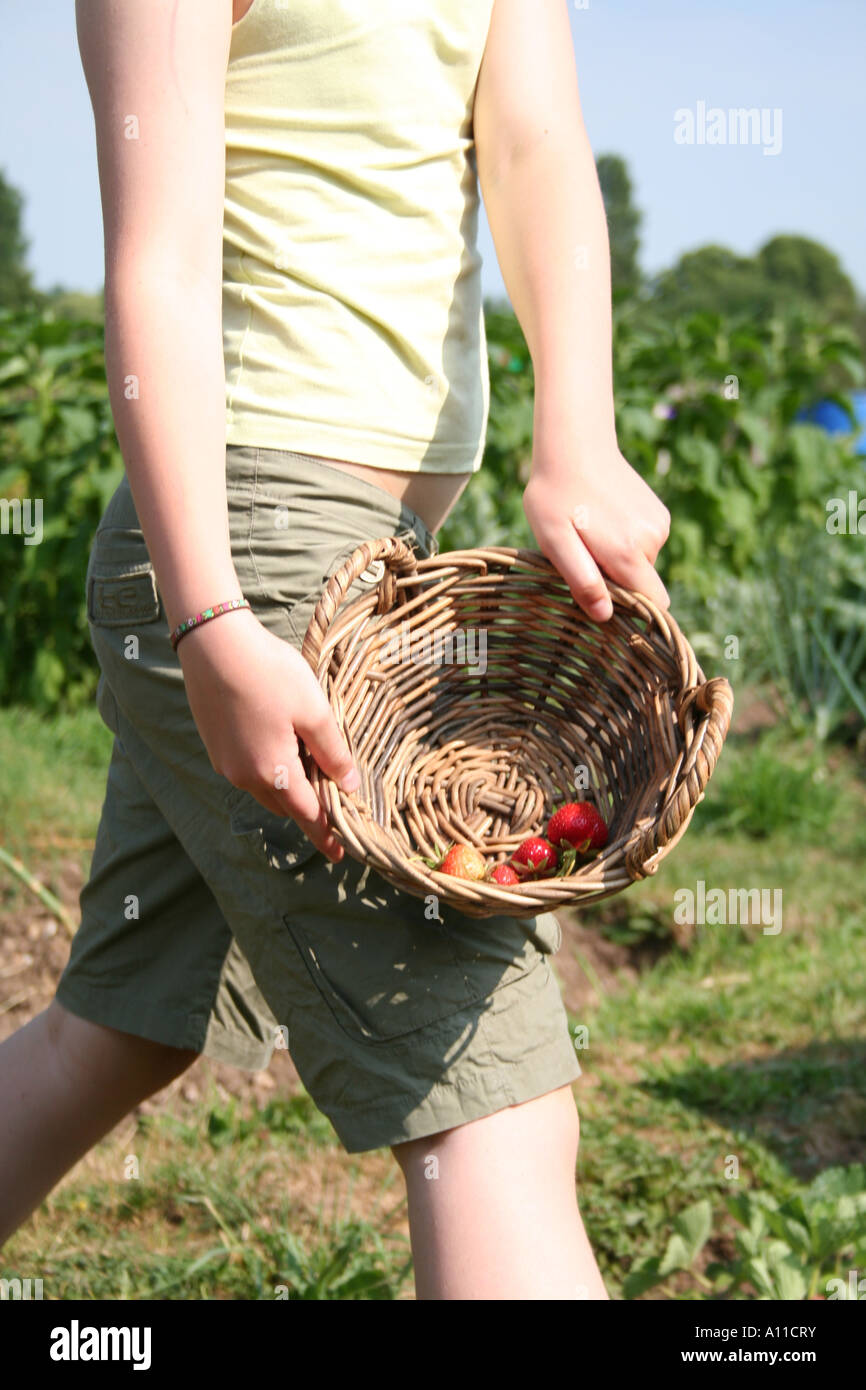 Young girl picking strawberries in a basket Stock Photo - Alamy
