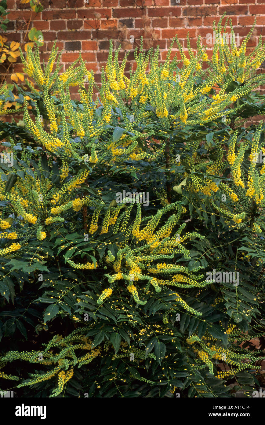 Mahonias High Resolution Stock Photography and Images - Alamy