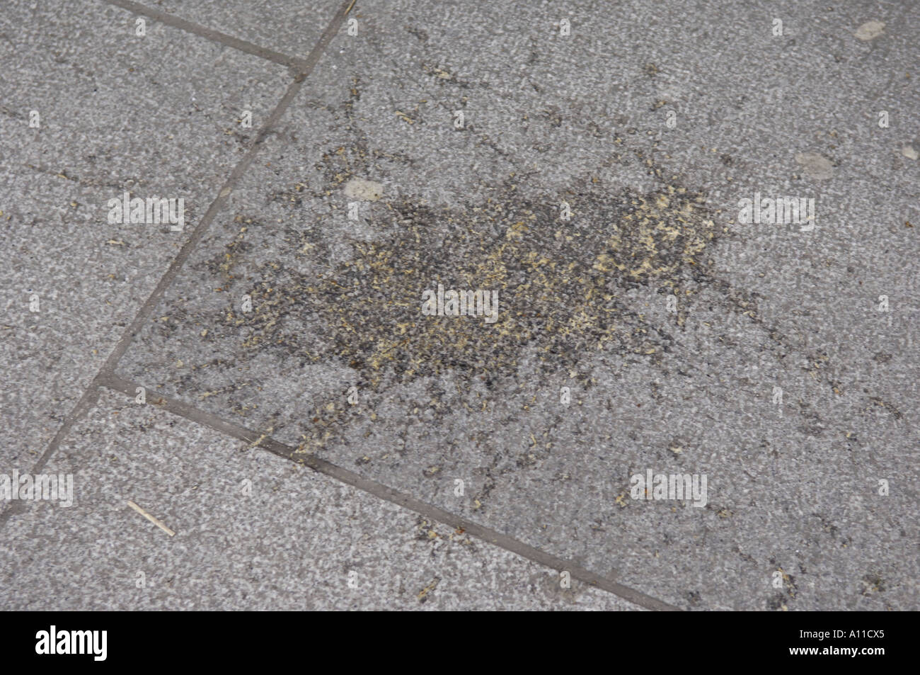 Binge drinking sick vomit hi-res stock photography and images - Alamy