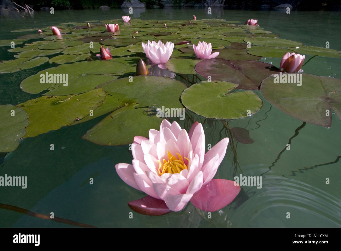 Nymphaea aquatique hi-res stock photography and images - Alamy