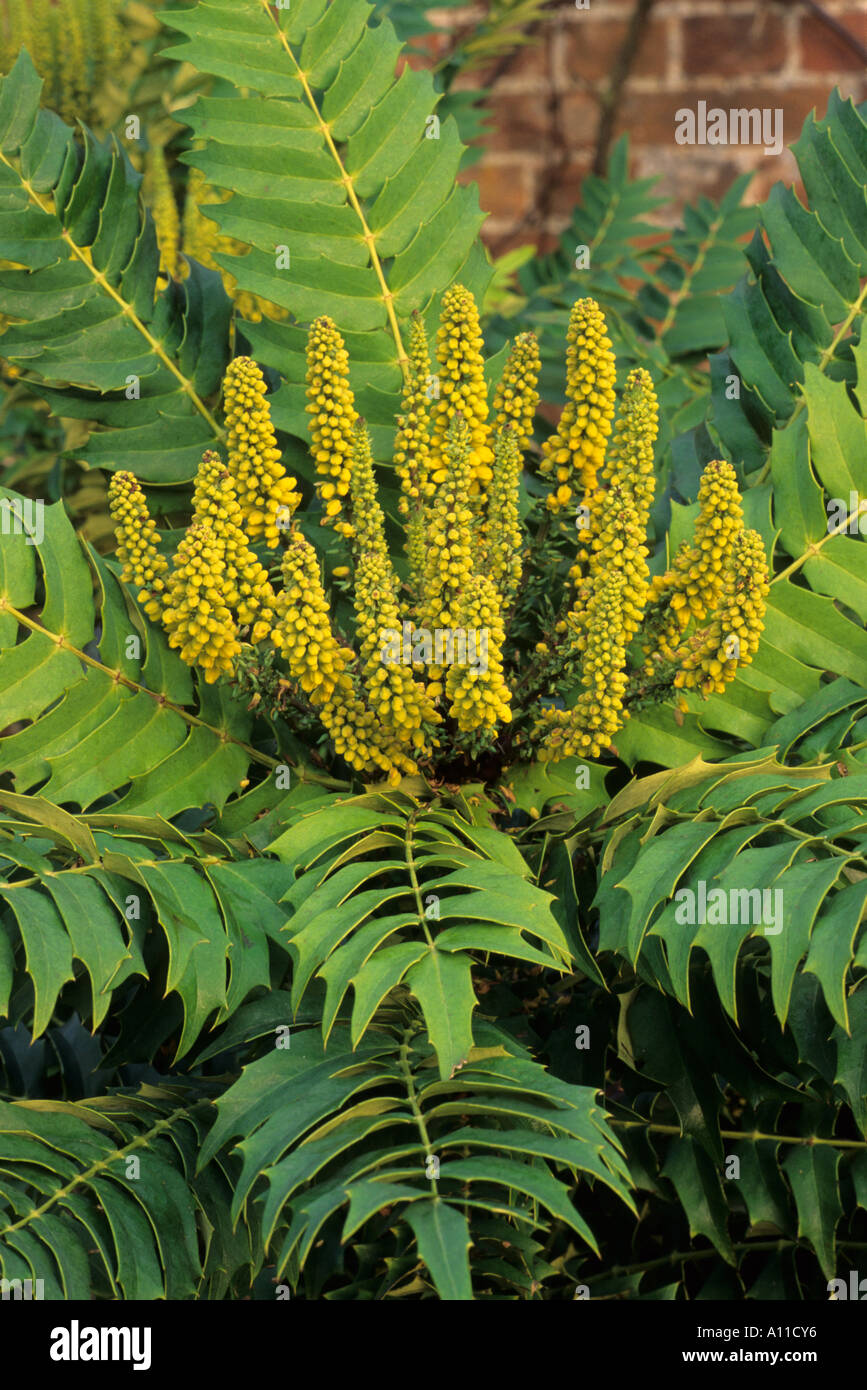 Mahonia x media 'Winter Sun' mahonias Stock Photo - Alamy