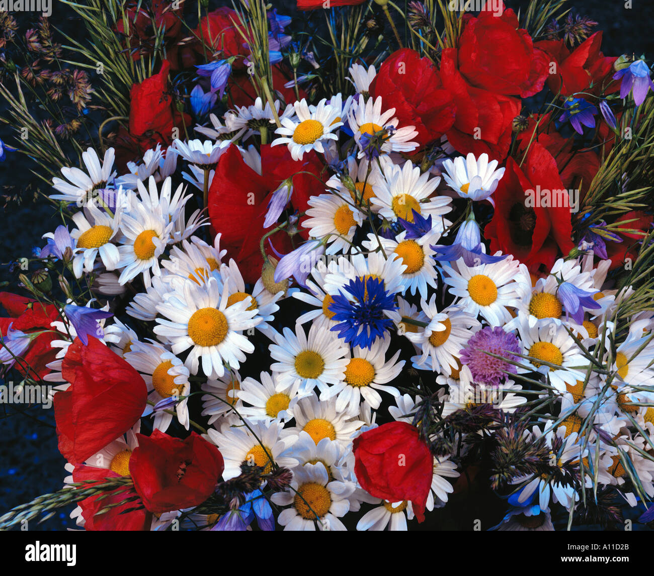 Daisy poppy flowers bouquet hi-res stock photography and images - Alamy
