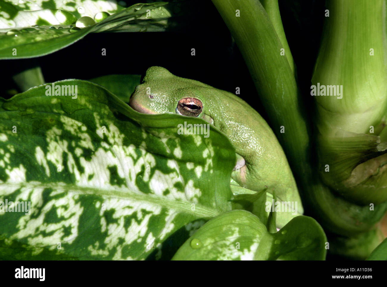 Lime green frog hi-res stock photography and images - Alamy