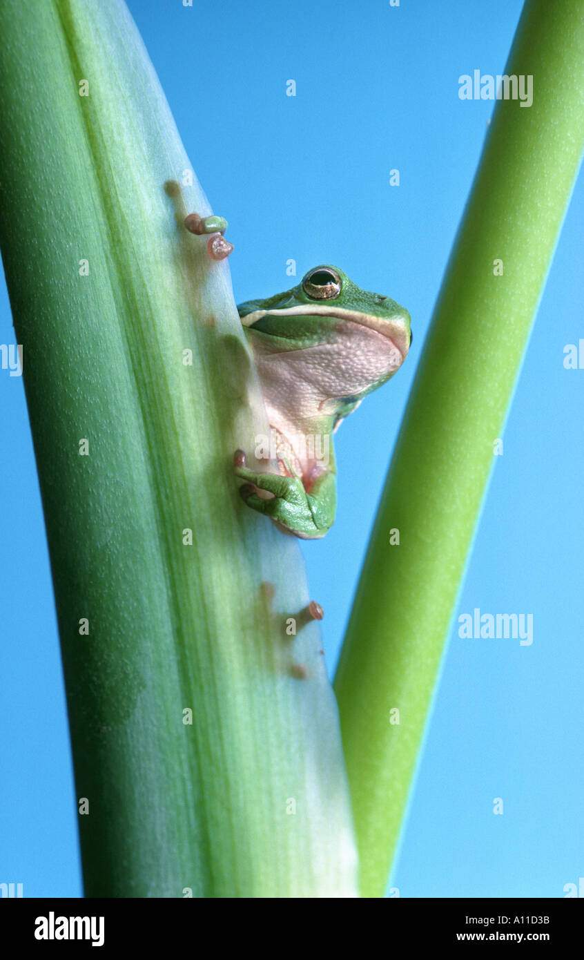 Lime green frog hi-res stock photography and images - Alamy