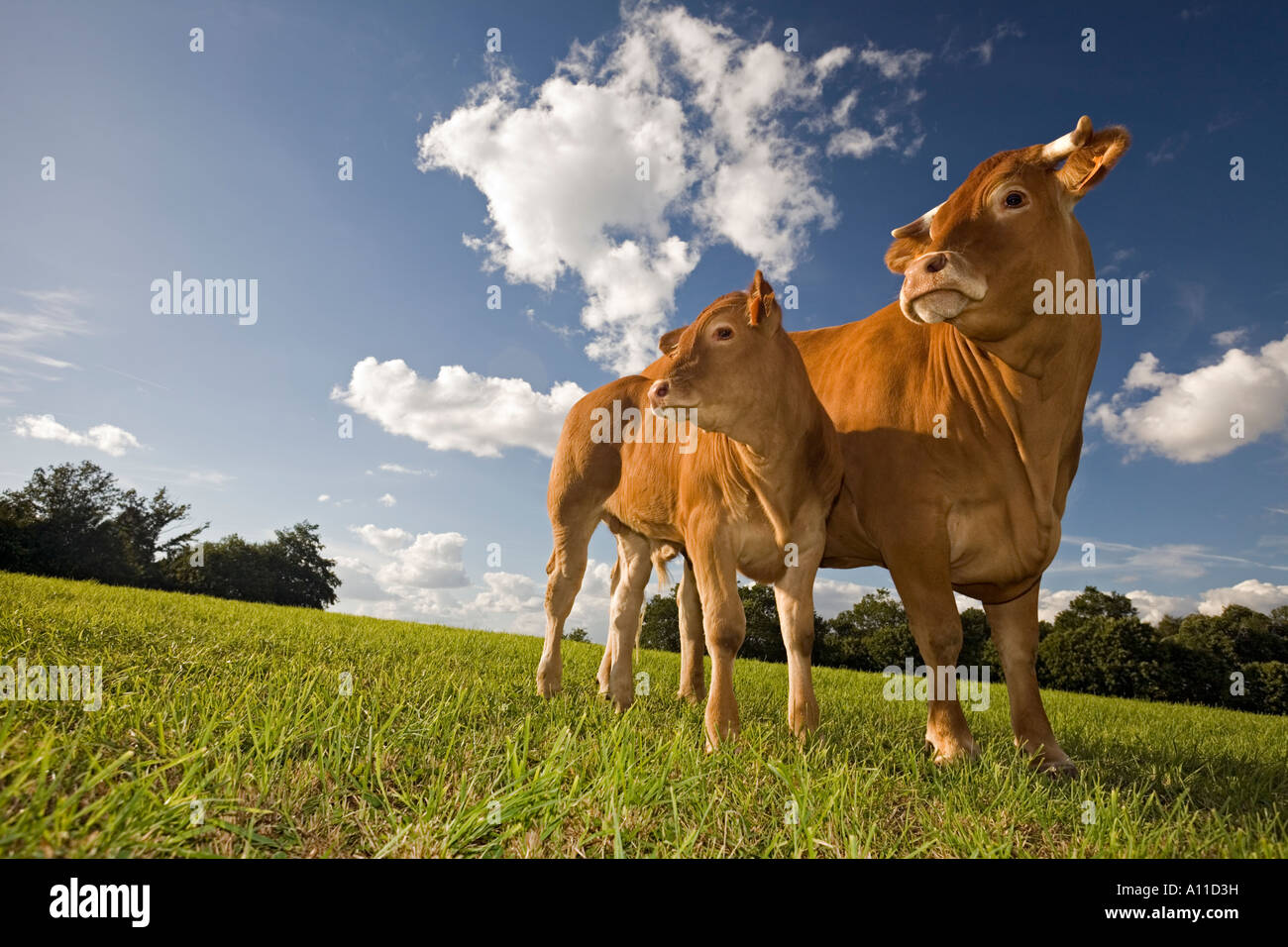 A Limousin cow with its calf (France). Vache et son veau (Bos taurus ...