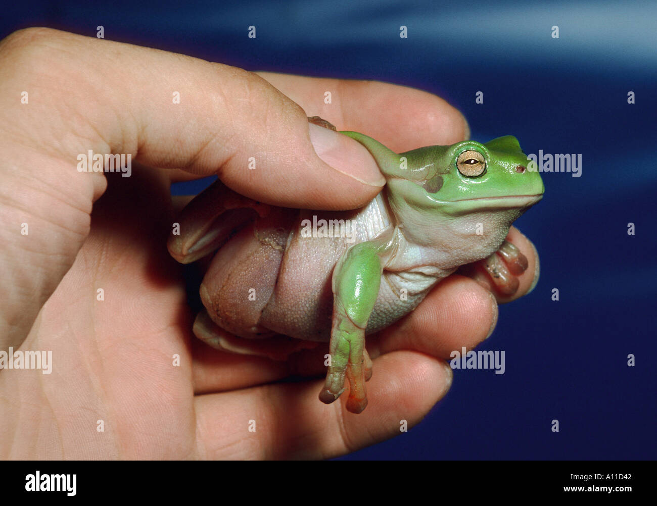 Hyla caerulea hi-res stock photography and images - Alamy