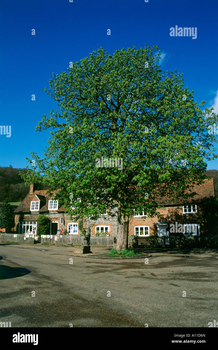 Water pump under a horse chestnut tree in front of Hambledon village ...