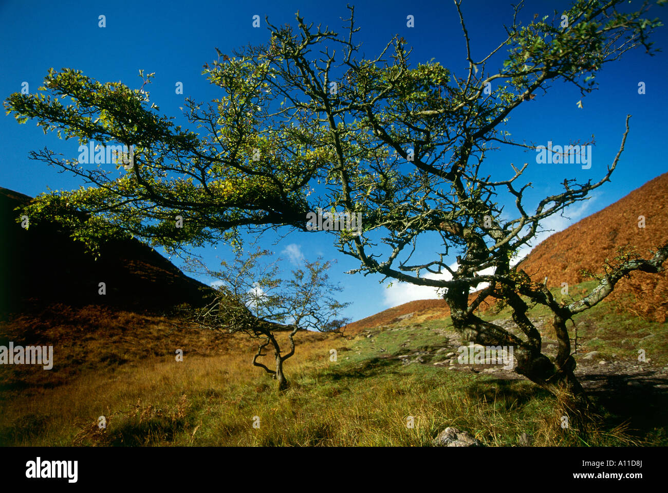 A wind twisted hawthorn tree on Conic Hill Stock Photo - Alamy