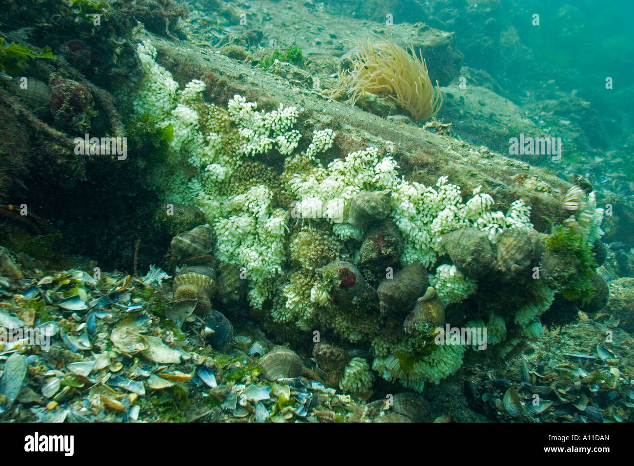 Red mouthed rock shell hi-res stock photography and images - Alamy