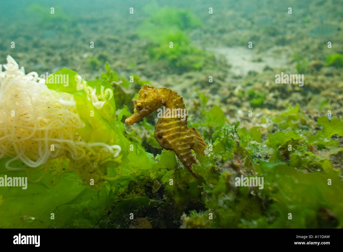 Short-snouted seahorse (Hippocampus hippocampus). France. Hippocampe à ...