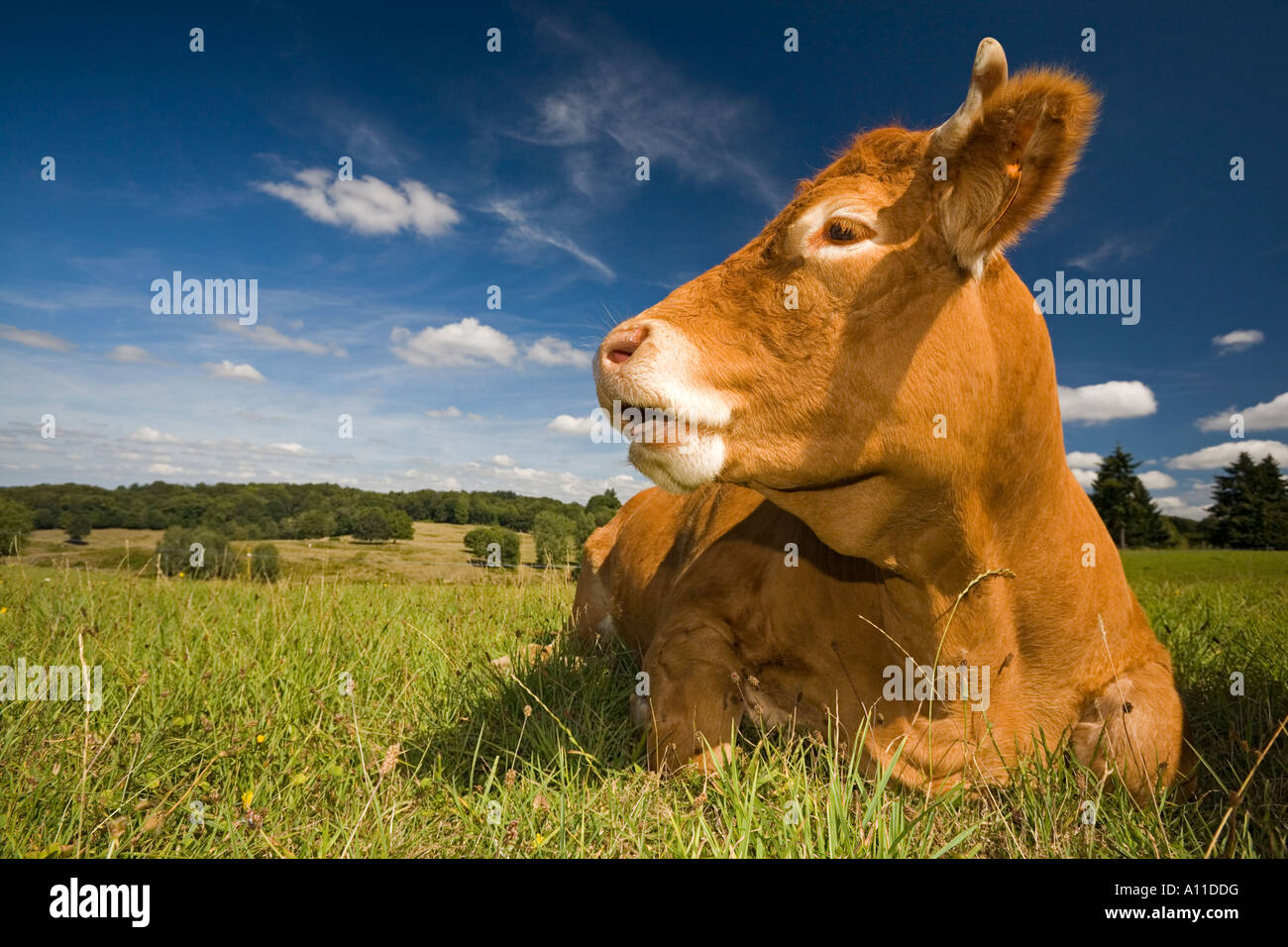 A Limousin cow (Bos taurus domesticus). France. Vache (Bos taurus ...