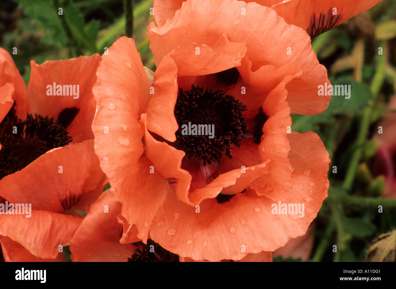 Papaver orientale 'Mrs. Perry', oriental poppy poppies orange flower ...