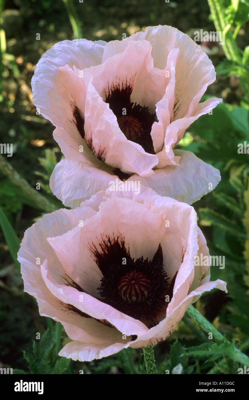 Papaver orientale 'Princess Louise', oriental poppy Stock Photo - Alamy