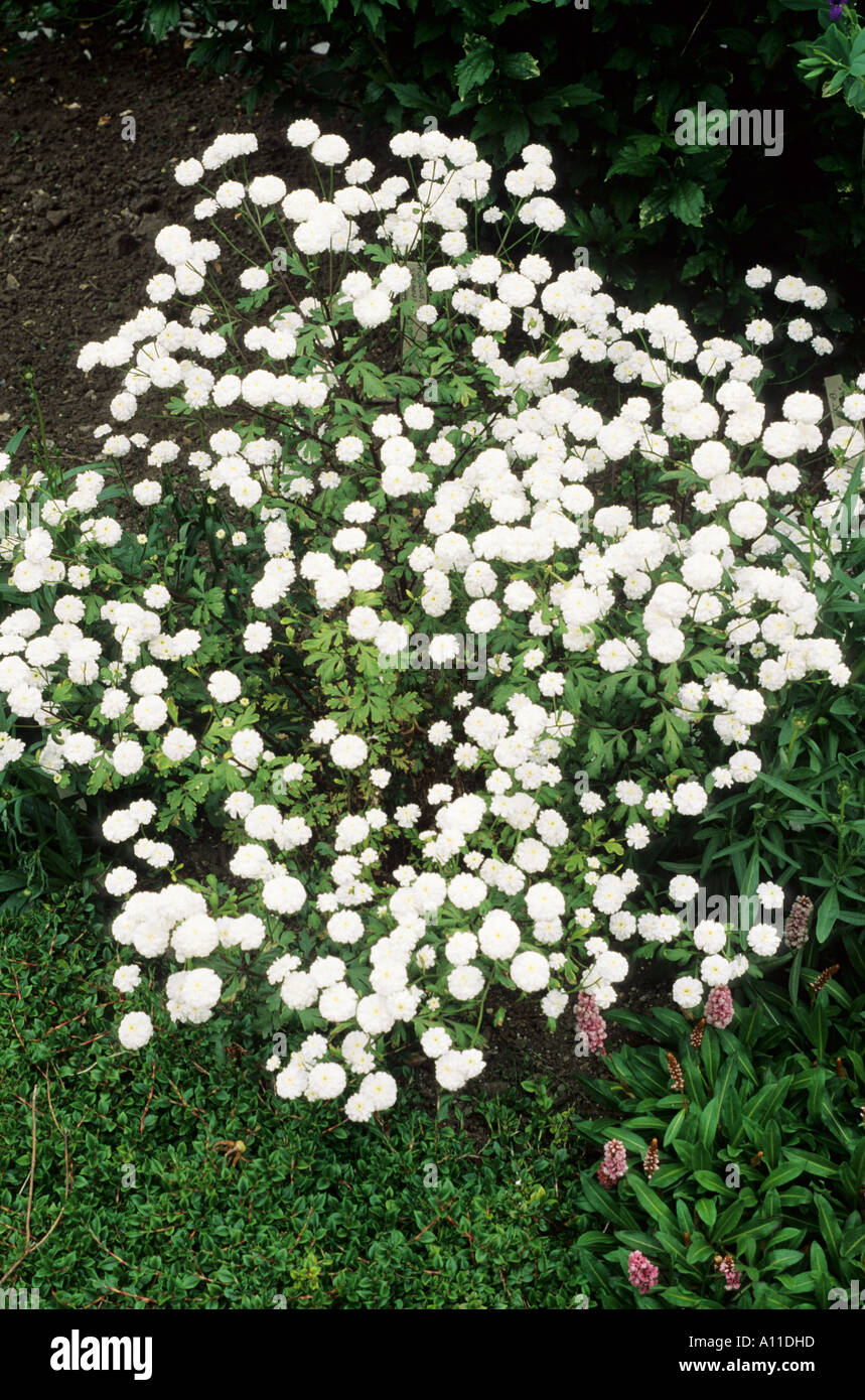 Tanacetum parthenium 'Rowallane' Stock Photo - Alamy