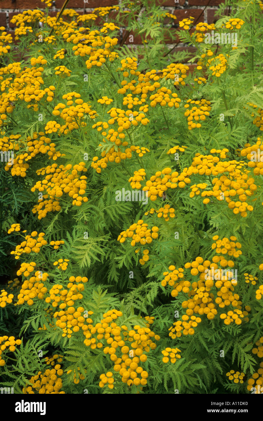 Tanacetum vulgare 'Isla Gold' Stock Photo - Alamy