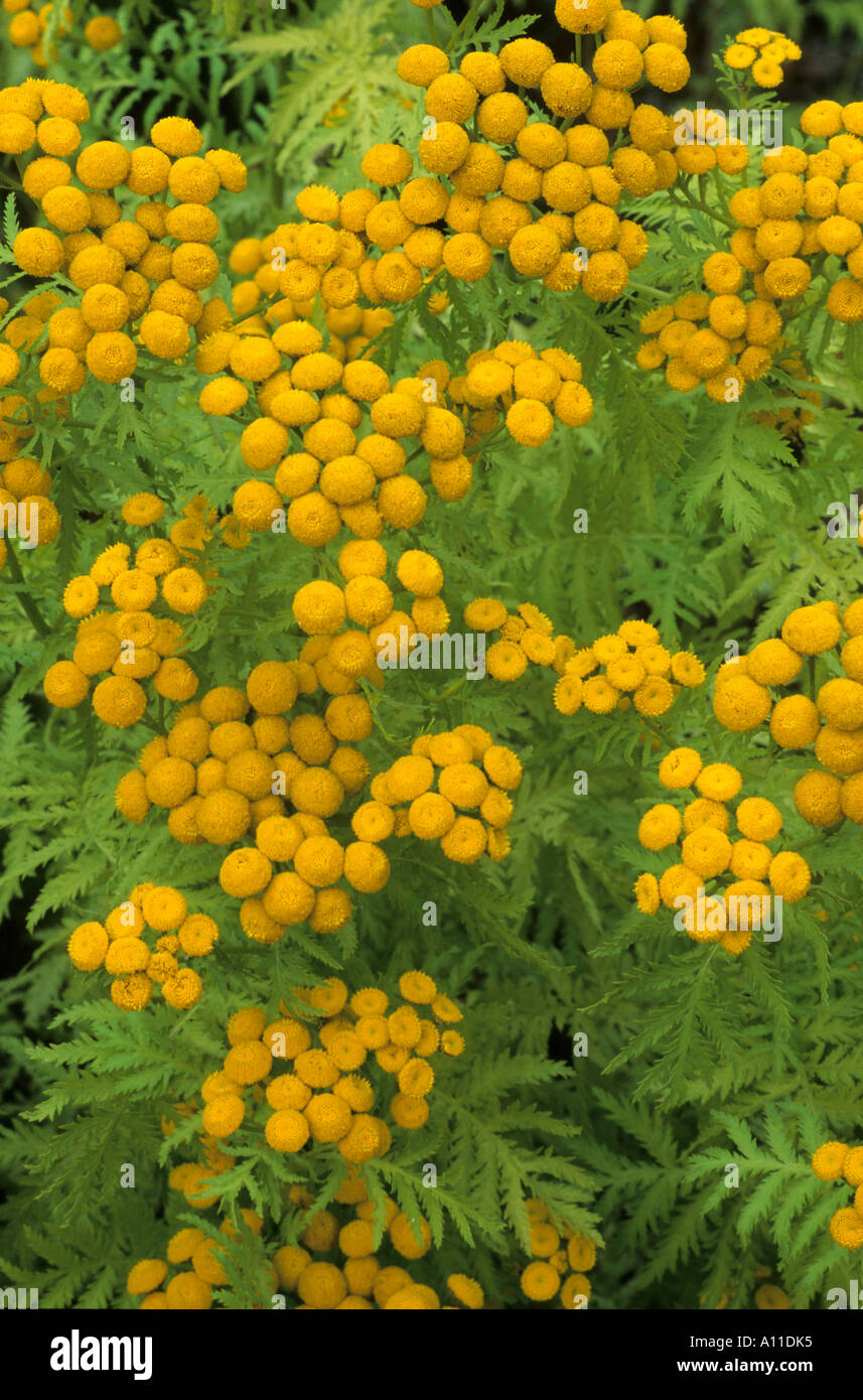 Tanacetum vulgare 'Isla Gold' Stock Photo - Alamy
