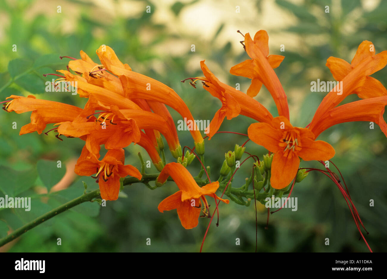 Cape honeysuckle tecomaria capensis hi-res stock photography and images ...