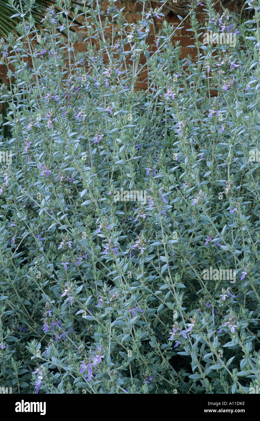 Teucrium fruticans, grey, silver foliage garden plant teucriums Stock ...