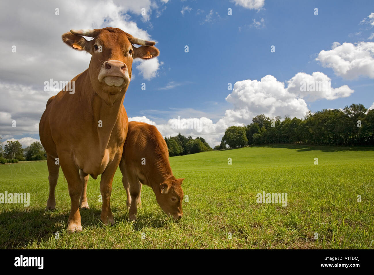 Limousin cow calf to foot (Bos taurus domesticus). France. Vache et son ...