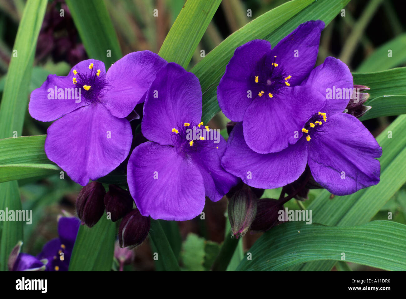 Tradescantia x andersoniana Stock Photo - Alamy