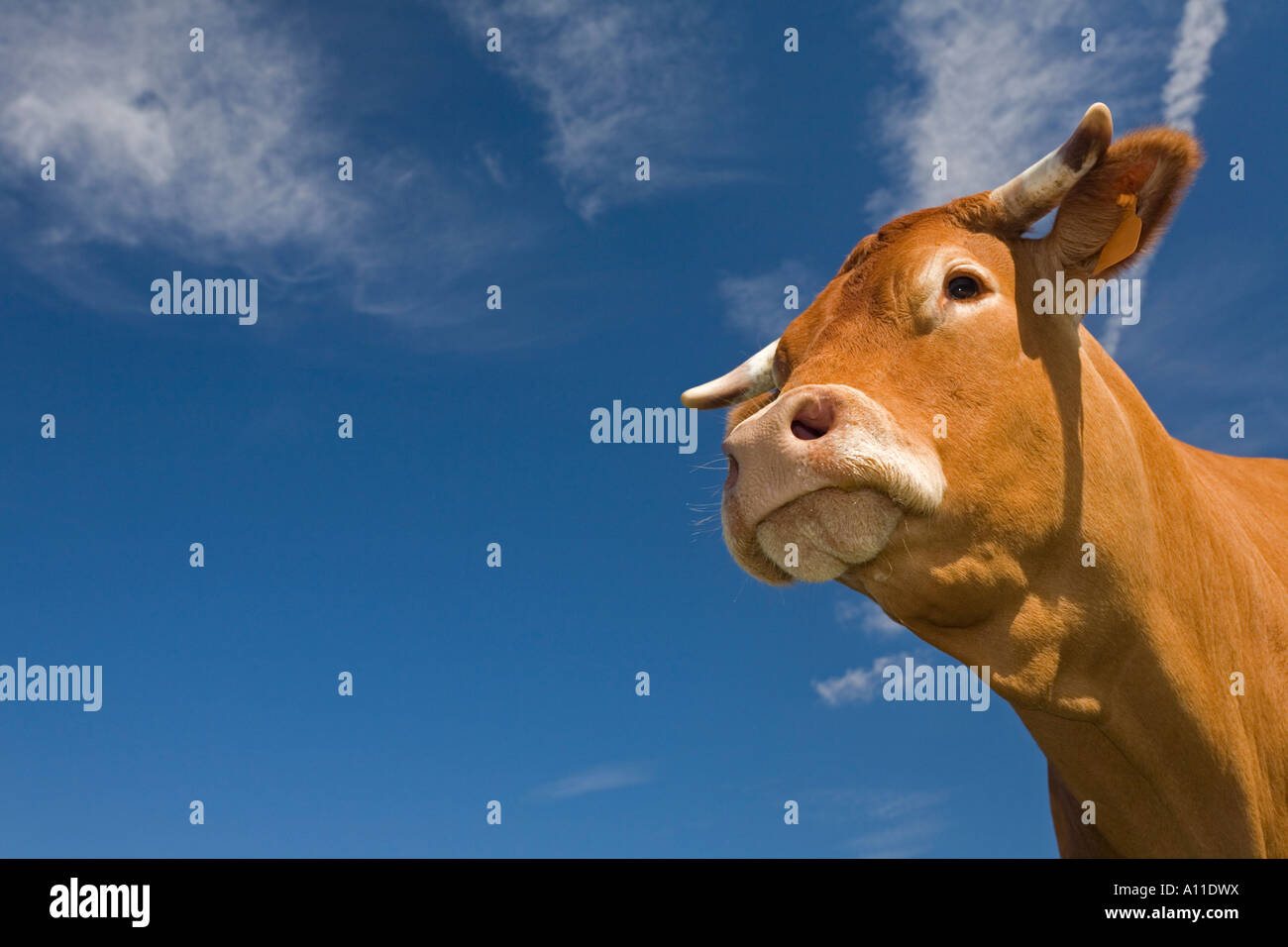 Mufle hi-res stock photography and images - Alamy