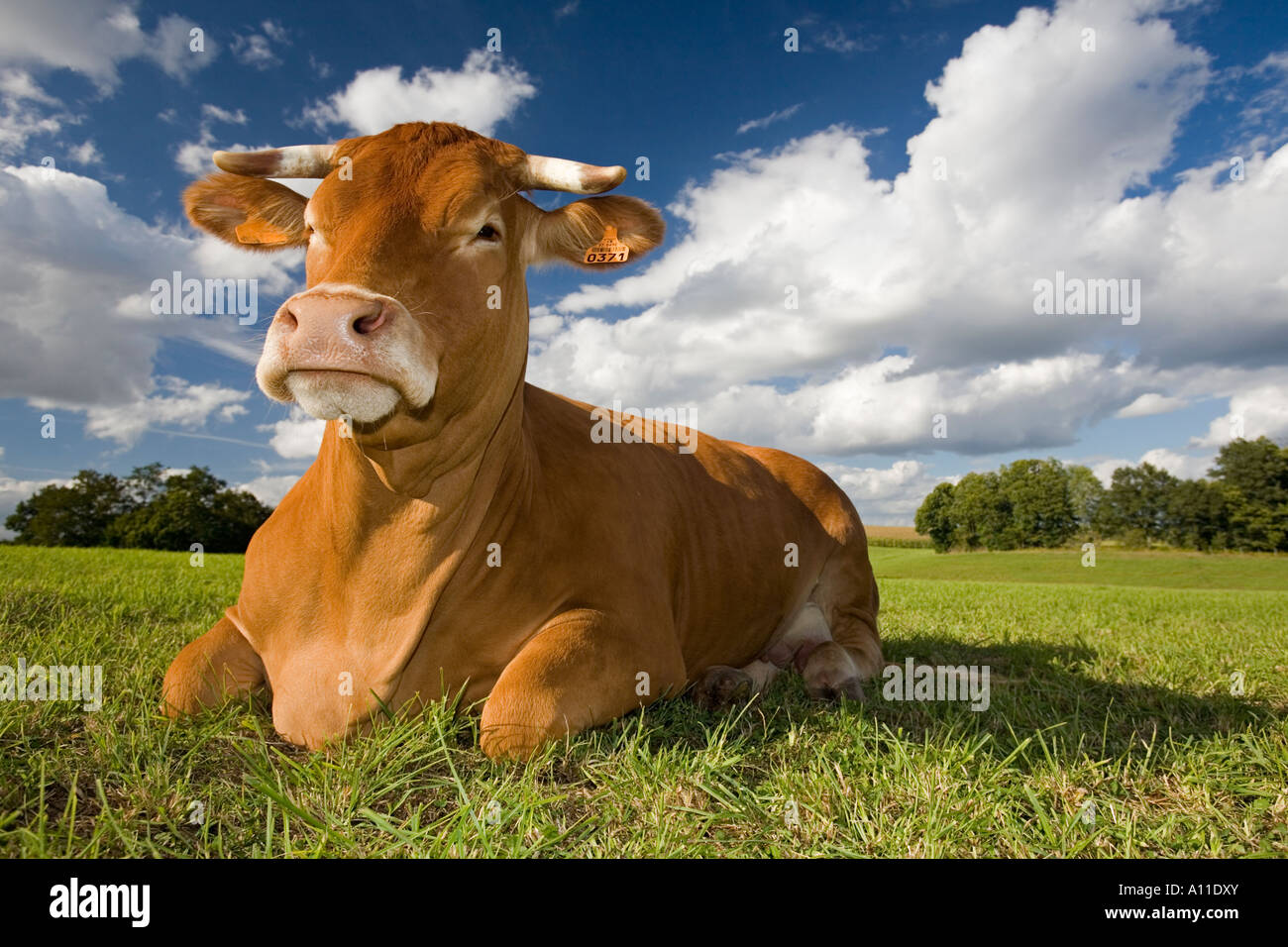 A Limousin cow (Bos taurus domesticus). France. Vache (Bos taurus ...