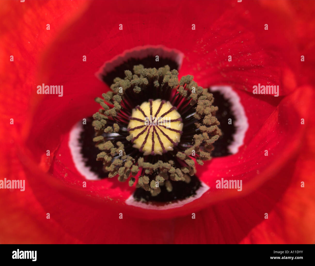 Poppy center hi-res stock photography and images - Alamy