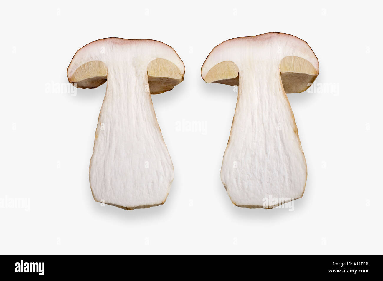 Champignon sauvage comestible hi-res stock photography and images - Alamy