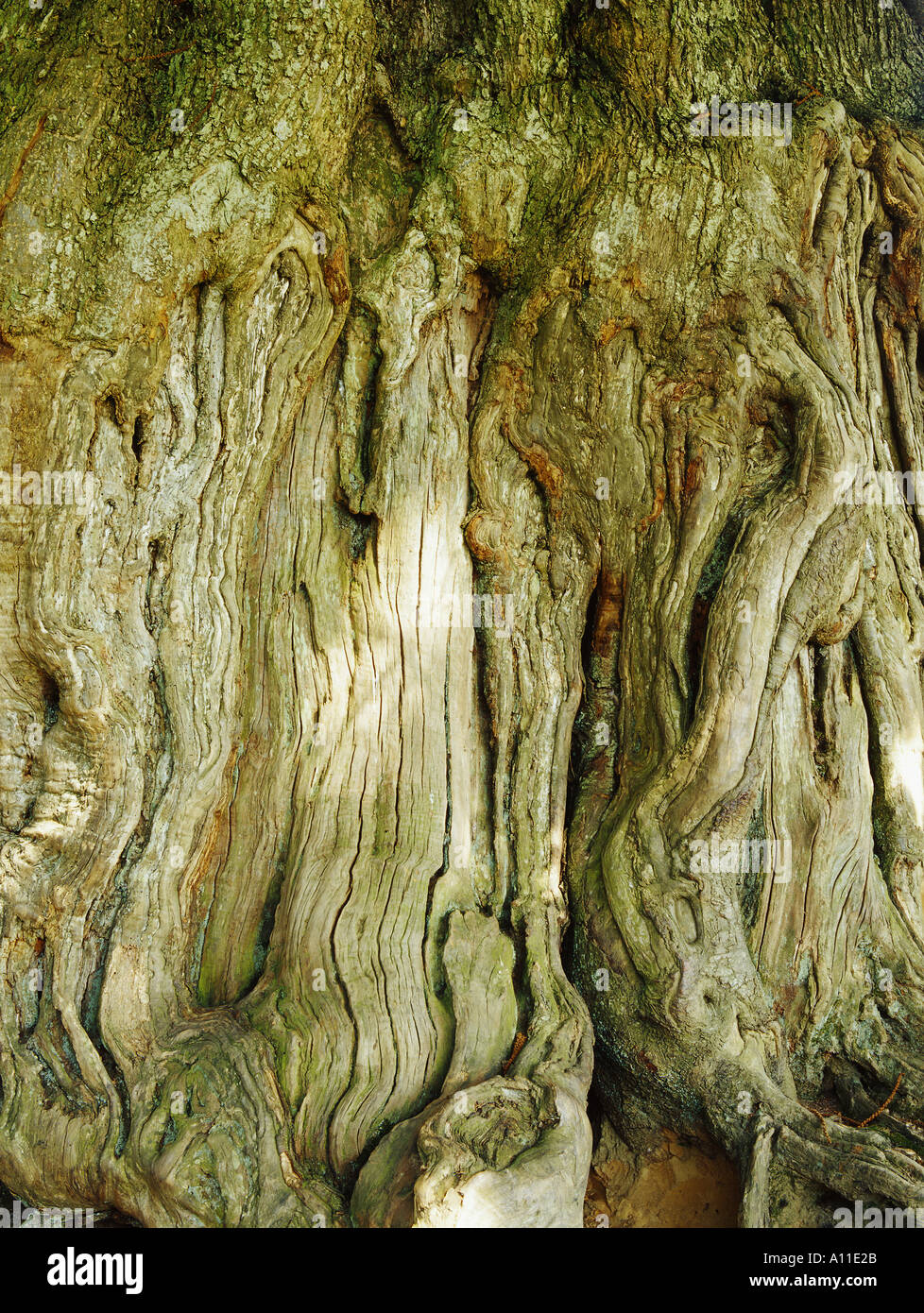 Ancient uk tree hi-res stock photography and images - Alamy