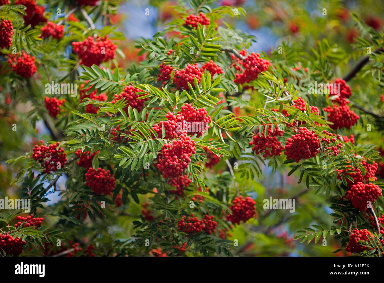 Rowan sorbus aucuparia beginning autumn hi-res stock photography and ...