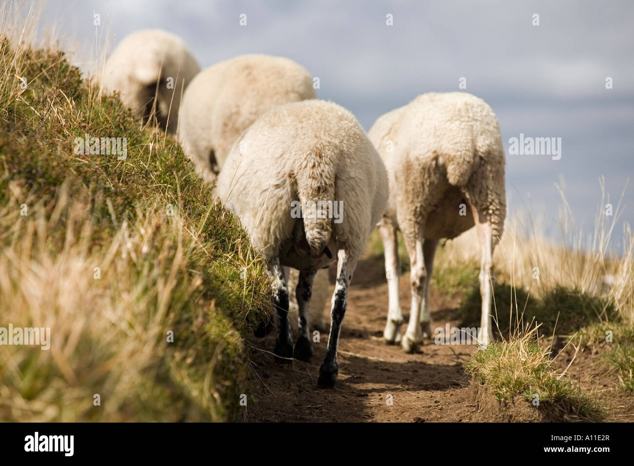 Flock of sheep (Ovis aries) shot by behind (France). Groupe de moutons ...