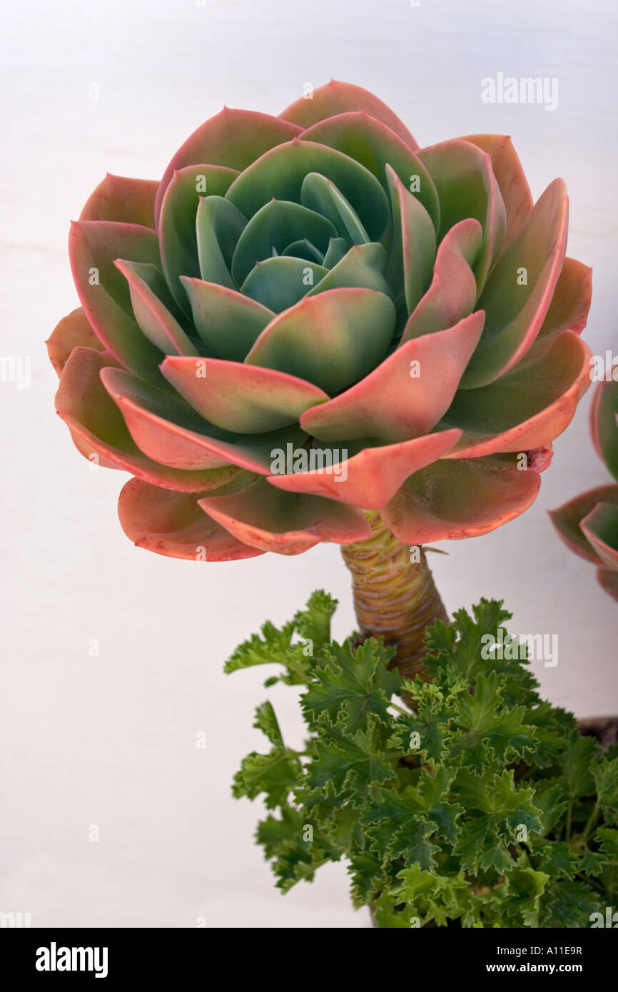 Tige succulente hi-res stock photography and images - Alamy