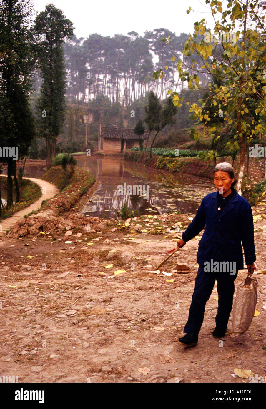 Chongqing forest hi-res stock photography and images - Alamy
