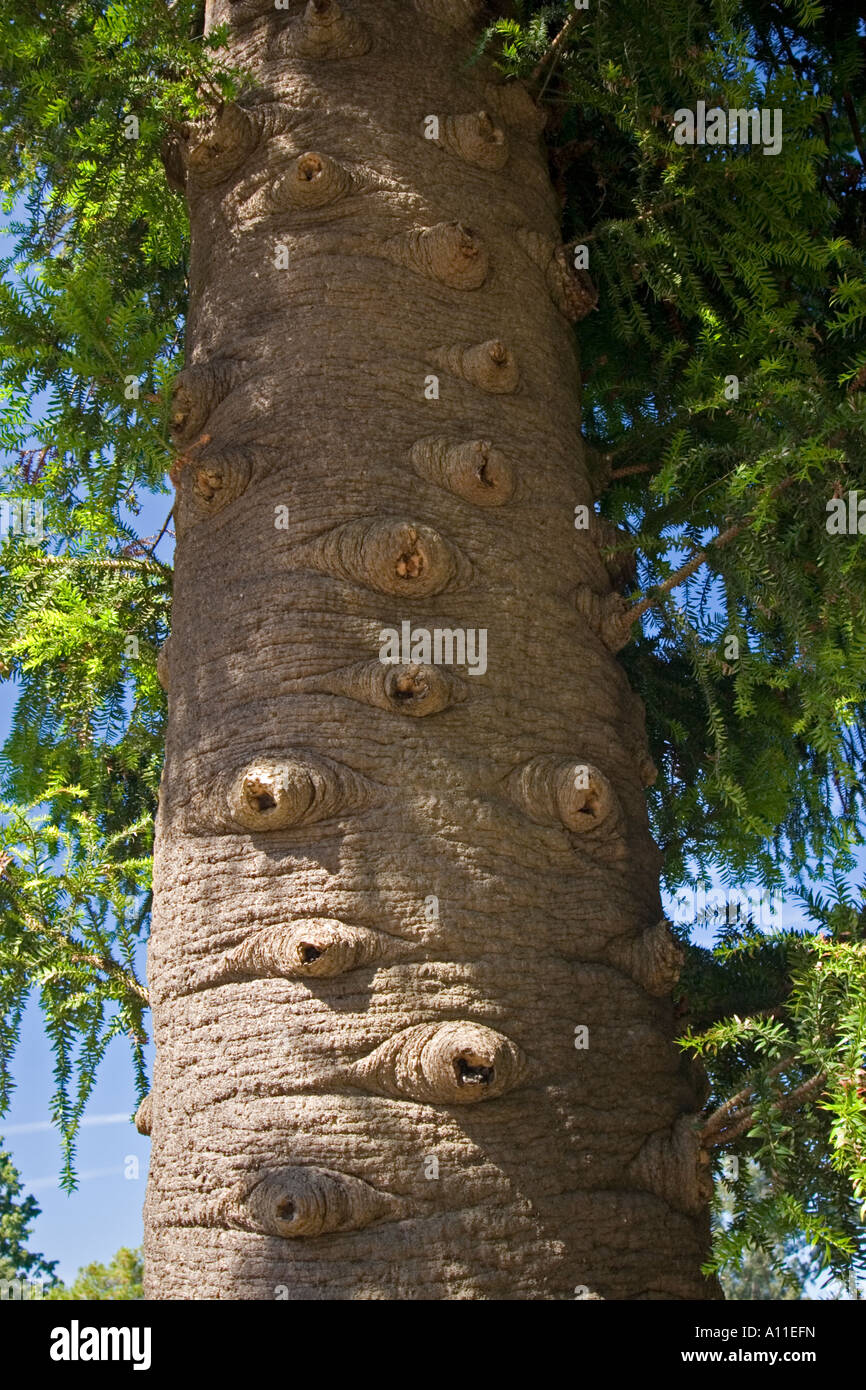 A Bunya Pine (Araucaria bidwillii - Araucariaceae ). Pin Bunya ...