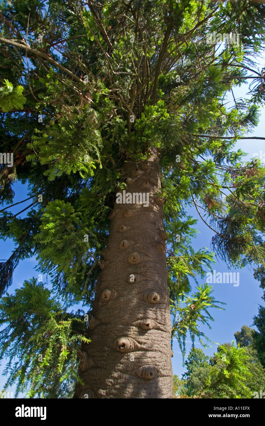 A Bunya Pine (Araucaria bidwillii - Araucariaceae ). Pin Bunya ...