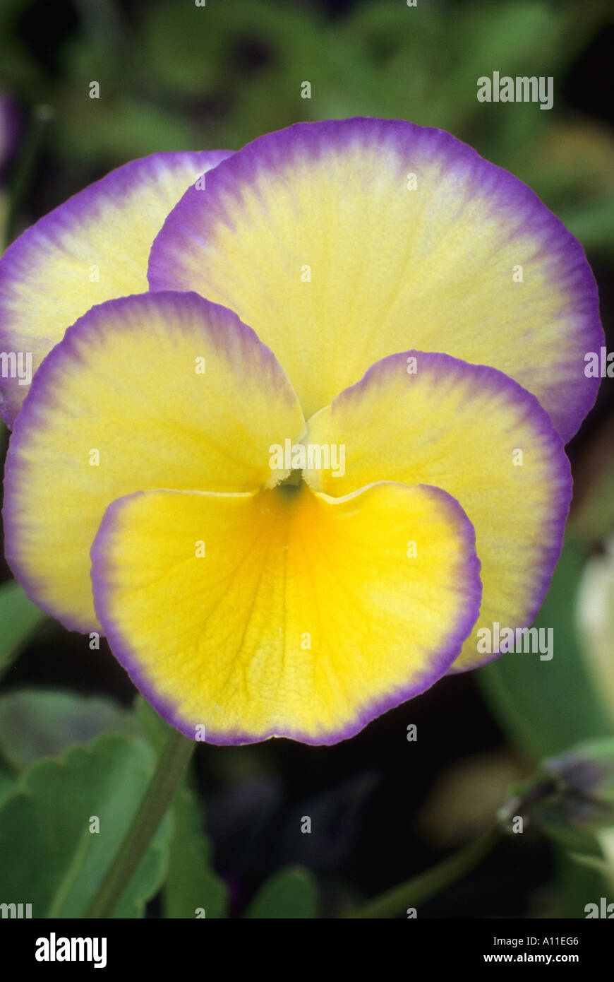 Etain hi-res stock photography and images - Alamy