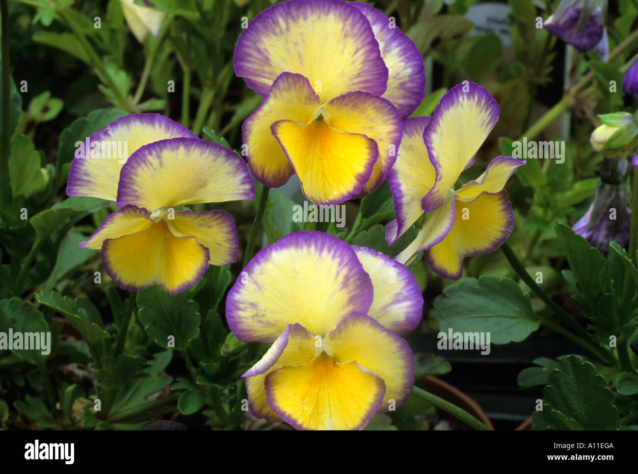 Viola 'Etain', pansy pansies violas flower flowers Stock Photo - Alamy