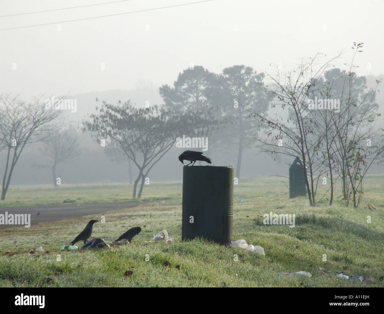 three crows scavenging in litter bin Stock Photo - Alamy
