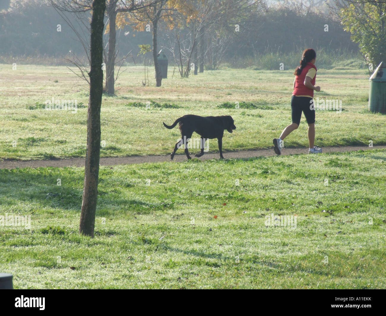 jogger with dog in park Stock Photo - Alamy
